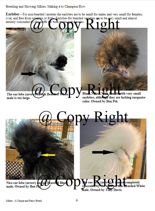 Breeding and Showing Silkies: Making it to Champion Row – Clucker Books