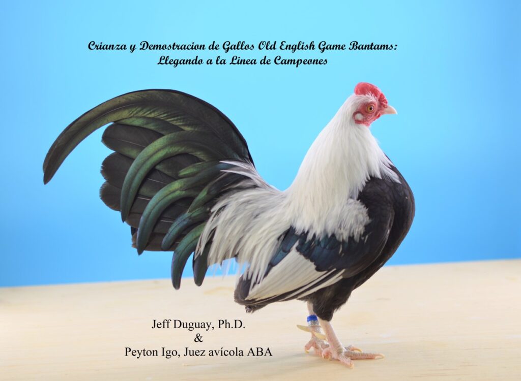 Crianza y Demostracion de Gallos Old English Game Bantams: Llegando a ...