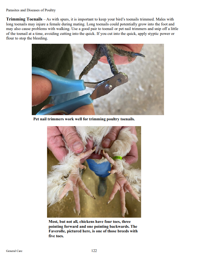 Parasites, Diseases, and Disorders of Poultry: Recognizing and Treating ...